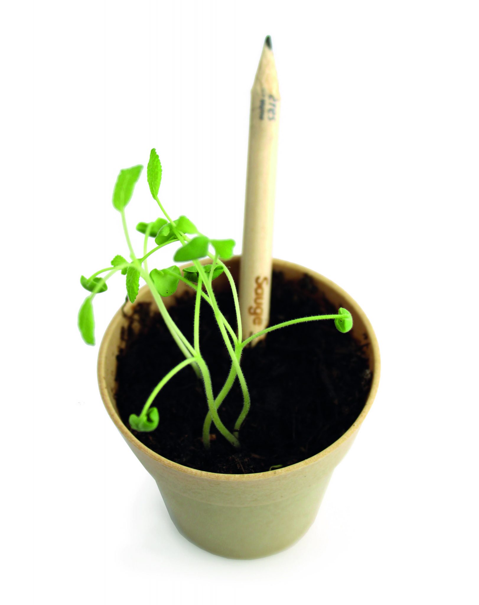 Crayon à planter publicitaire avec votre logo