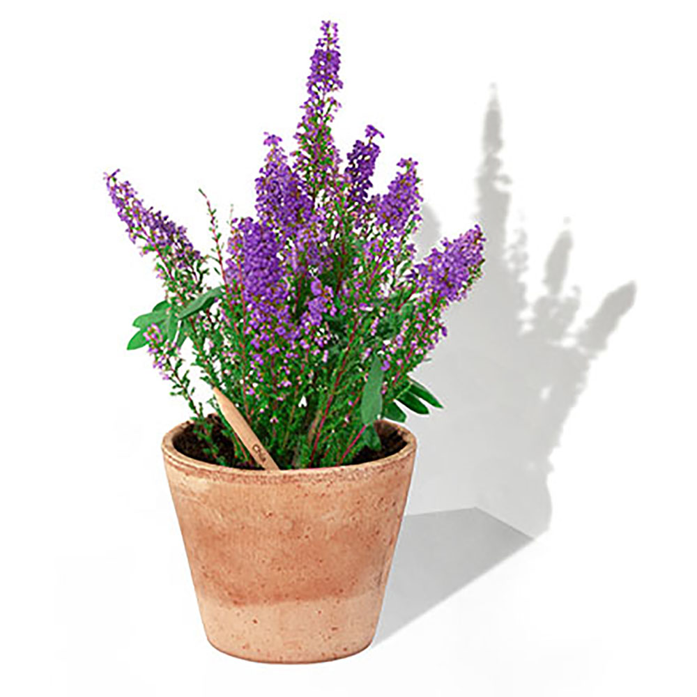 Sprout - Crayon à planter personnalisé avec graines intégrées