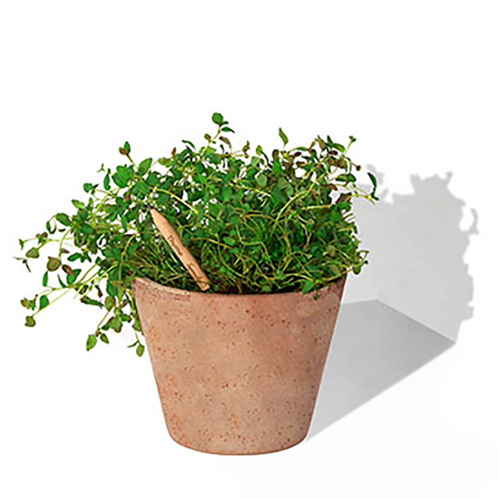 Sprout - Crayon à planter personnalisé avec graines intégrées